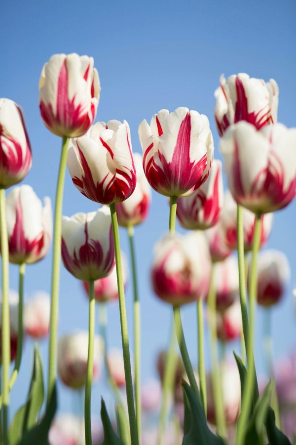 Tulips: History, Varieties, Cultivation and Significance