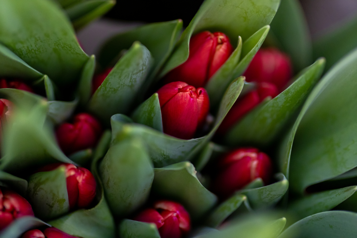 Tulips: History, Varieties, Cultivation and Significance